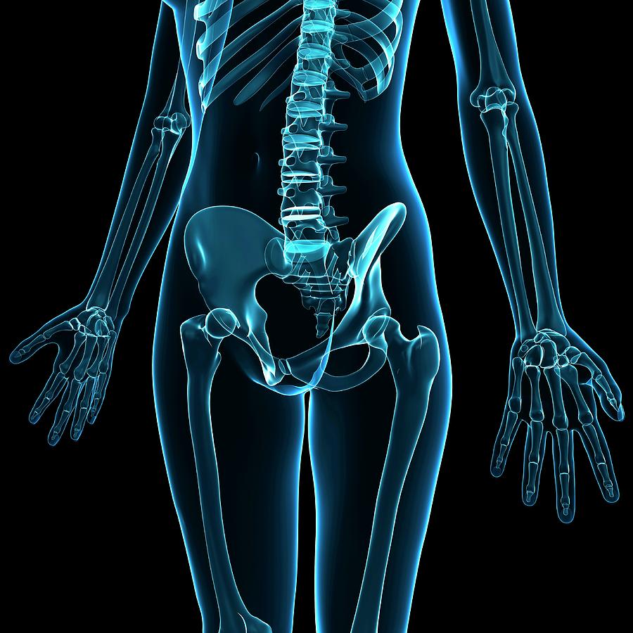 Human Skeleton Photograph by Pixologicstudio/science Photo Library ...