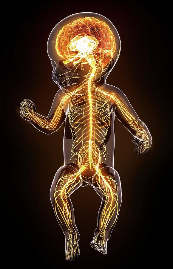 Baby's Nervous System Photograph by Pixologicstudio - Pixels