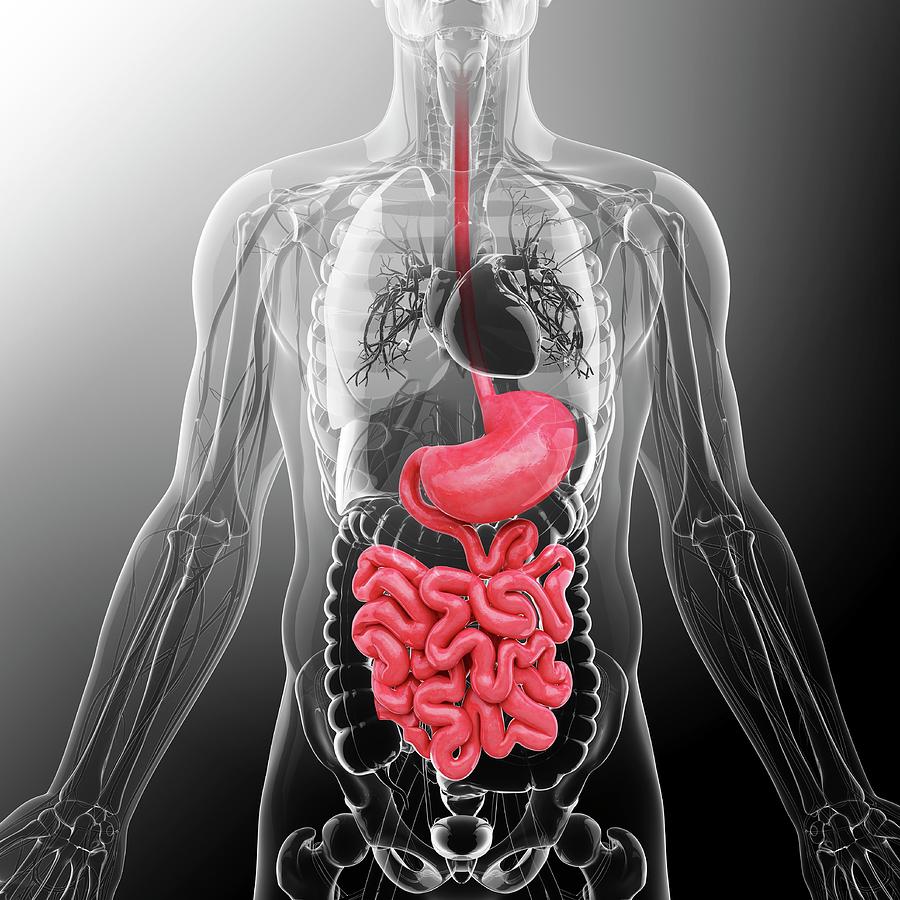 Human Digestive System #32 by Science Photo Library