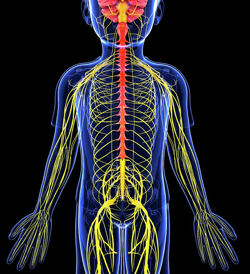 Human Nervous System Photograph by Pixologicstudio - Fine Art America