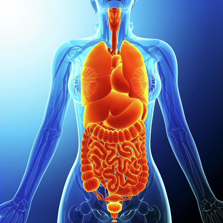 Human Internal Organs Photograph by Pixologicstudio | Fine Art America