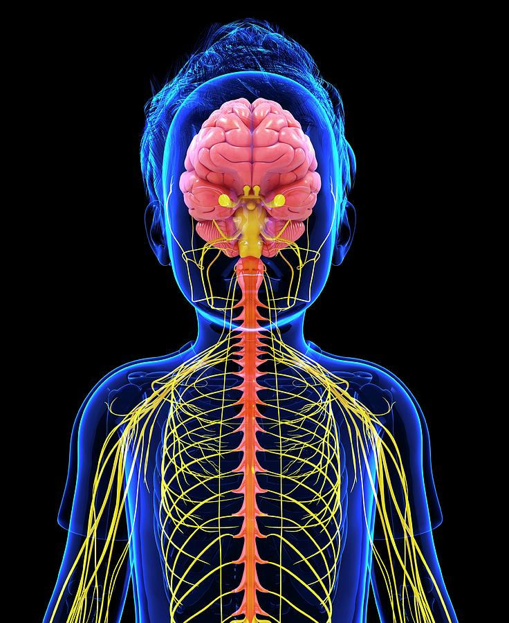 Human Nervous System Photograph by Pixologicstudio - Fine Art America