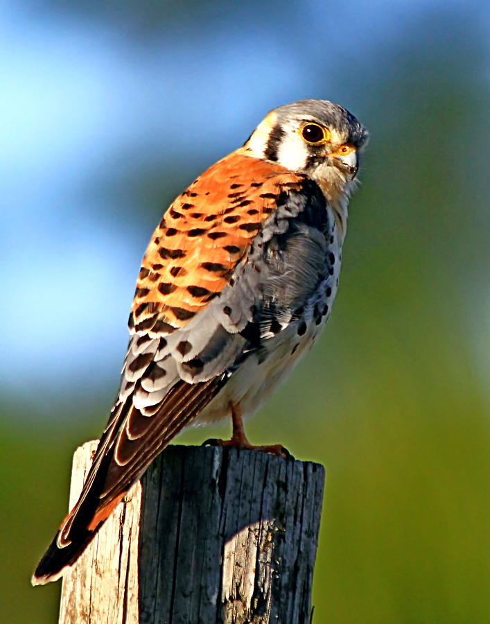 American Kestrel Photograph By Ira Runyan Pixels