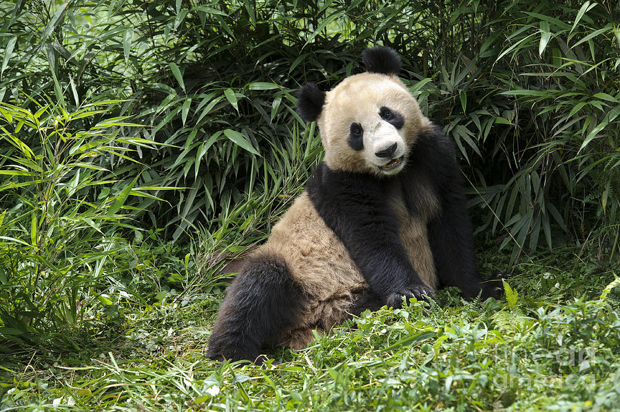 Giant Panda Photograph by John Shaw - Fine Art America