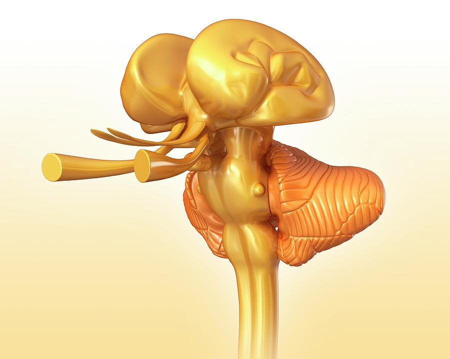 Human Brain Structures Photograph by Pixologicstudio/science Photo ...