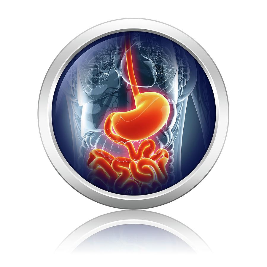 Human Digestive System #34 by Science Photo Library