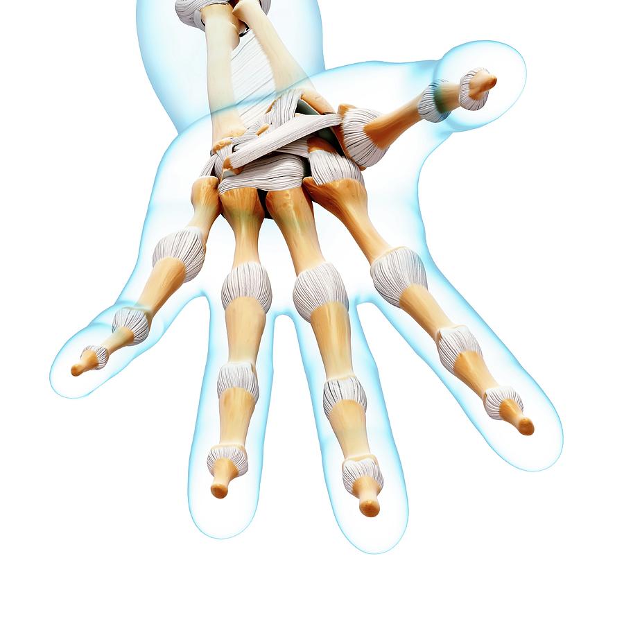 Human Hand Bones #34 by Pixologicstudio / Science Photo Library