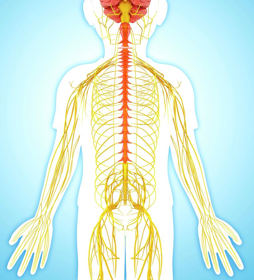 Human Nervous System #34 by Science Photo Library