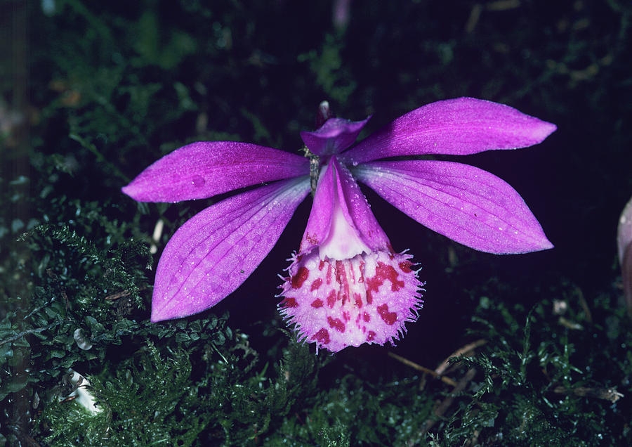 Orchid Flower #34 by Science Photo Library