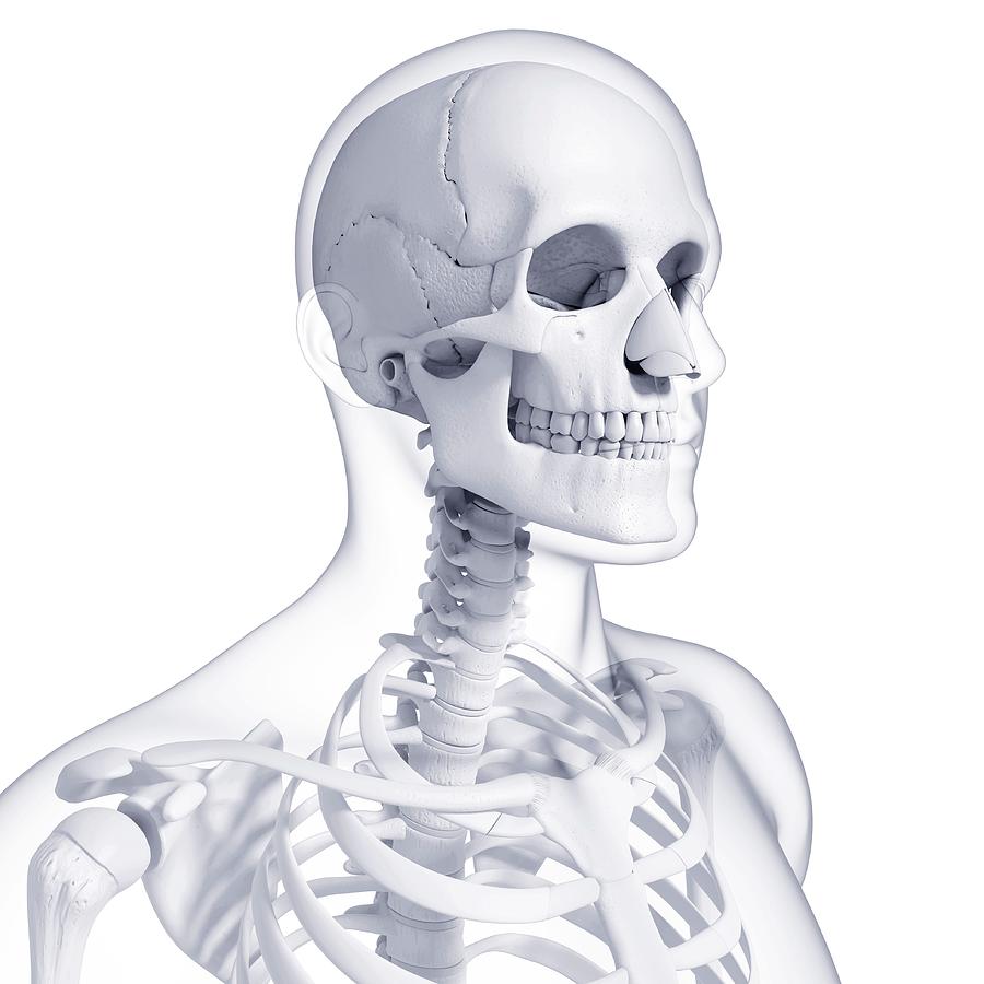 Human Skeleton Photograph by Pixologicstudio/science Photo Library ...
