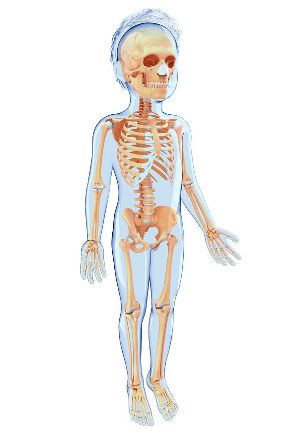 Human Skeletal System #35 by Science Photo Library