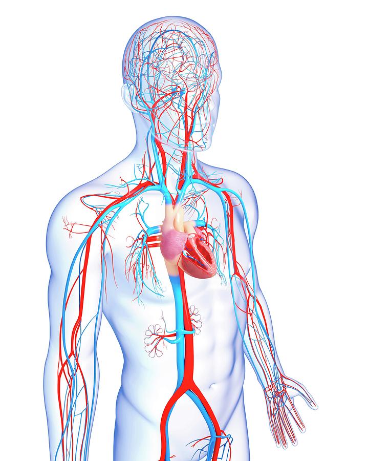 Cardiovascular System #36 Photograph by Science Photo Library - Pixels