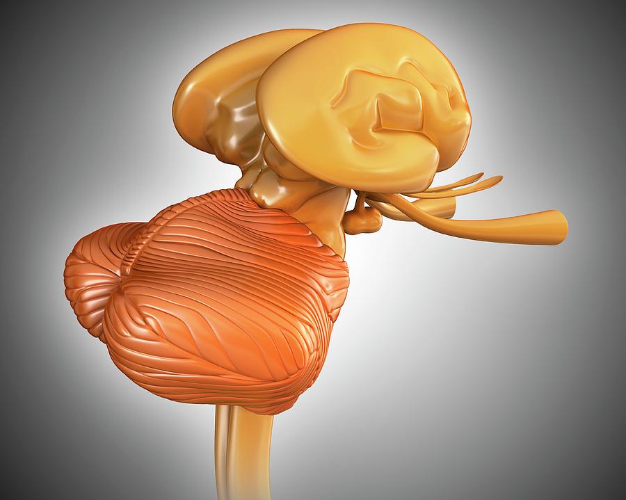 Human Brain Structures #36 by Science Photo Library