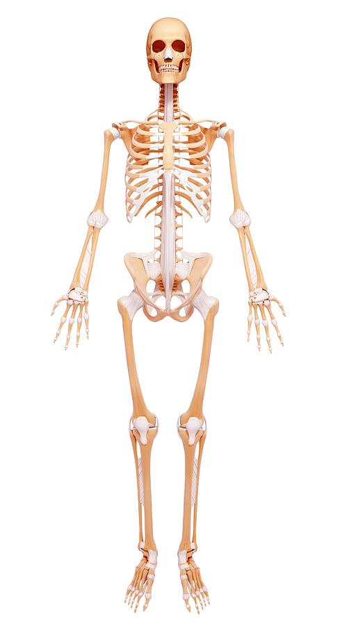 Human Skeleton #36 by Science Photo Library