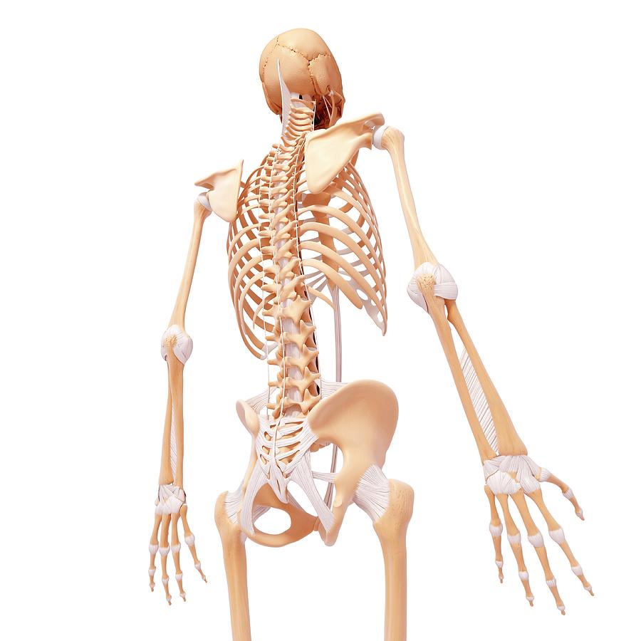 Human Skeleton #361 by Science Photo Library