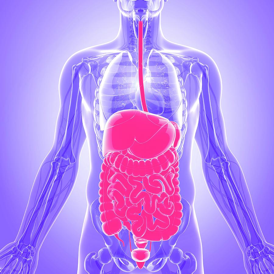 Human Digestive System #37 by Science Photo Library
