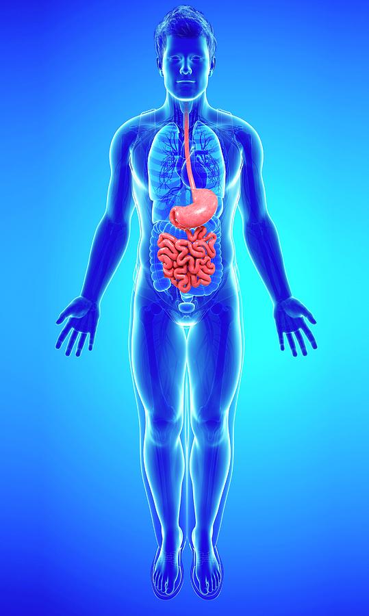 Human Digestive System #37 by Science Photo Library