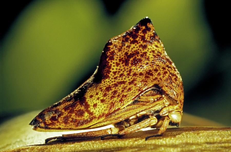 Treehopper Photograph by Patrick Landmann/science Photo Library - Fine ...
