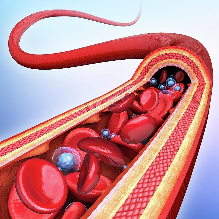 Human Artery #38 by Science Photo Library
