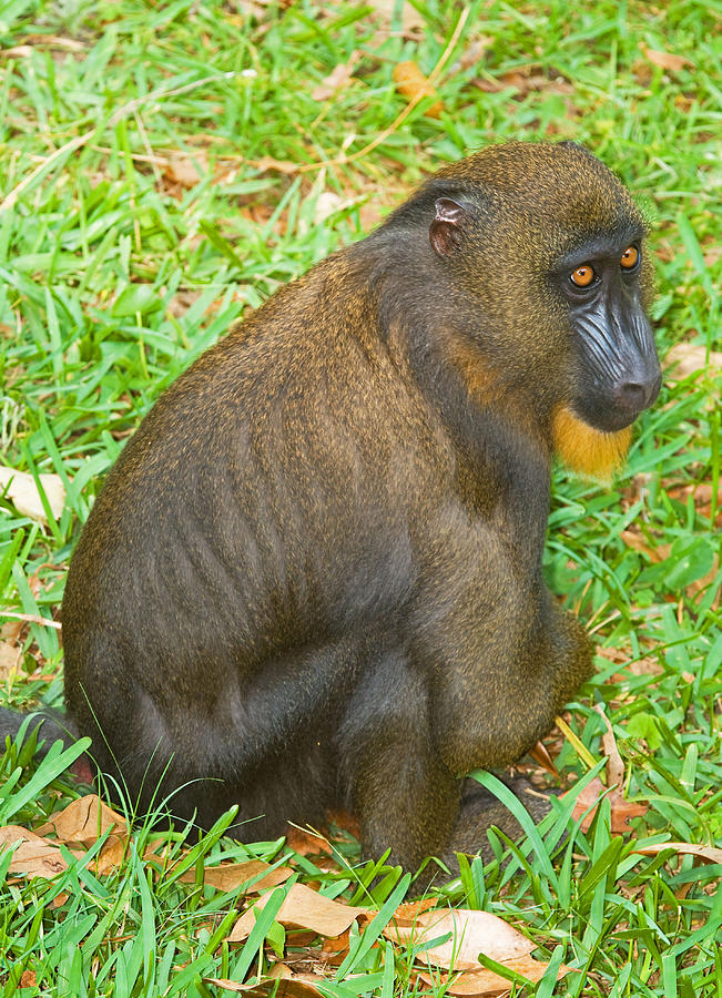 Mandrill Photograph by Millard H. Sharp - Fine Art America