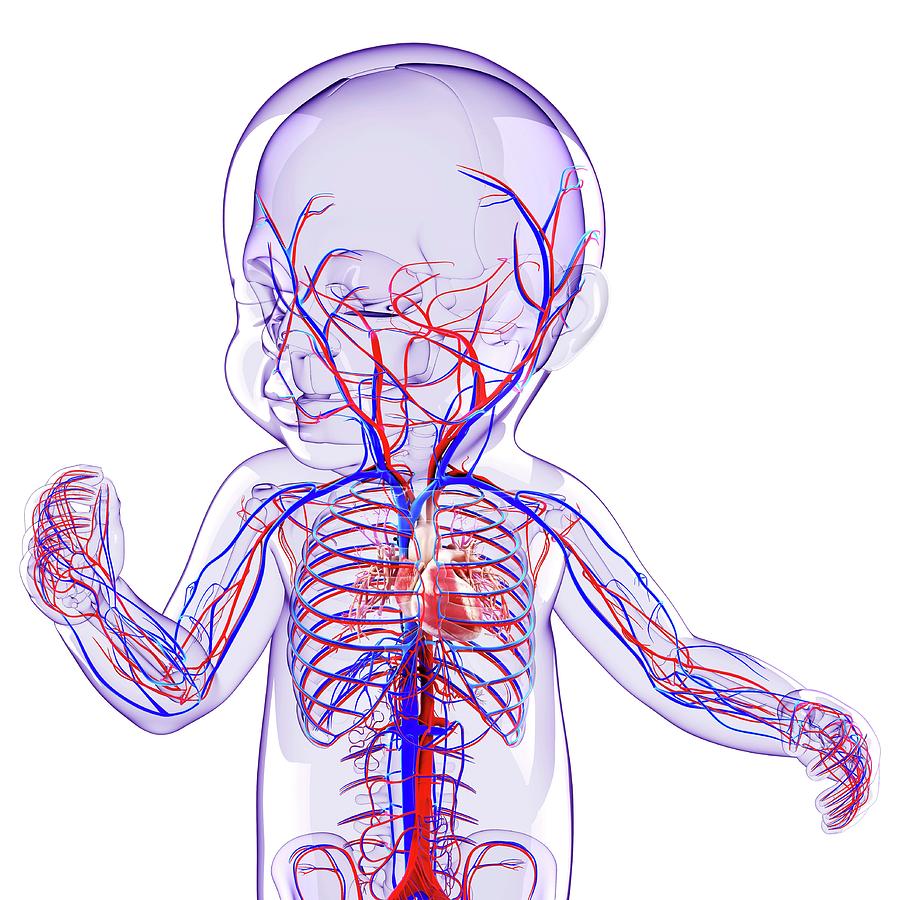 Baby's Cardiovascular System #39 by Science Photo Library