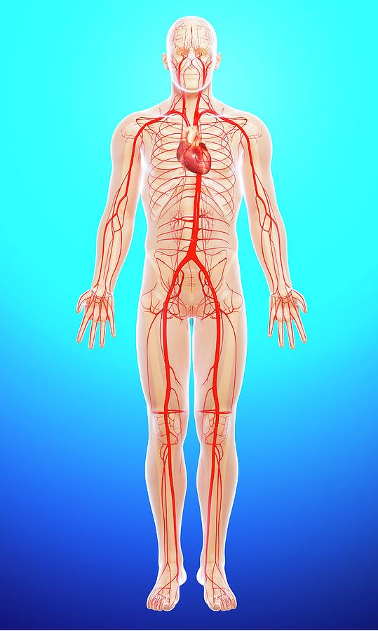 Human Arteries Photograph by Pixologicstudio/science Photo Library ...