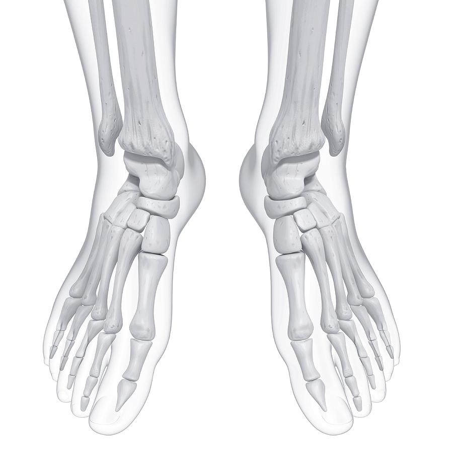 Human Foot Bones #39 Photograph by Pixologicstudio / Science Photo ...