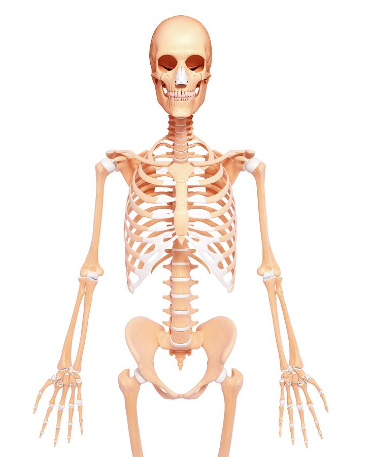 Human Skeleton #390 by Science Photo Library