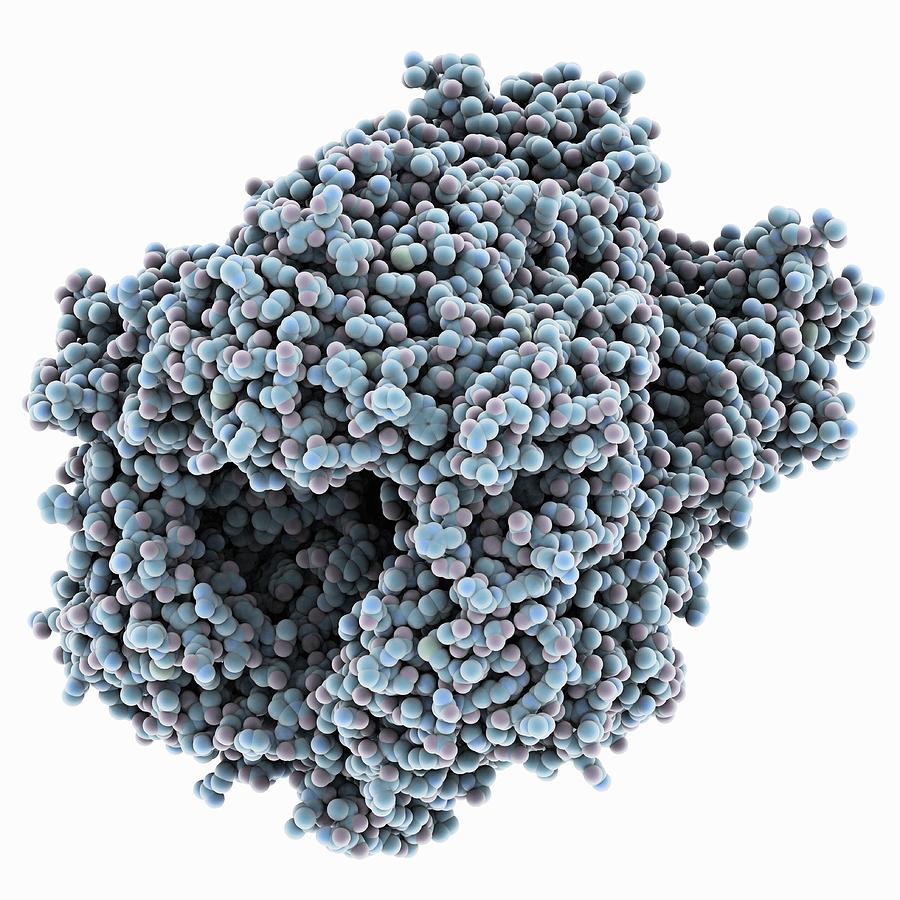 Adenovirus Hexon Protein Photograph By Science Photo Library Fine Art