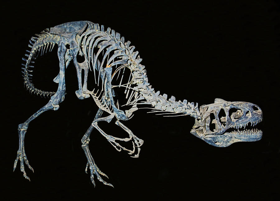 Allosaurus Photograph by Millard H. Sharp - Fine Art America