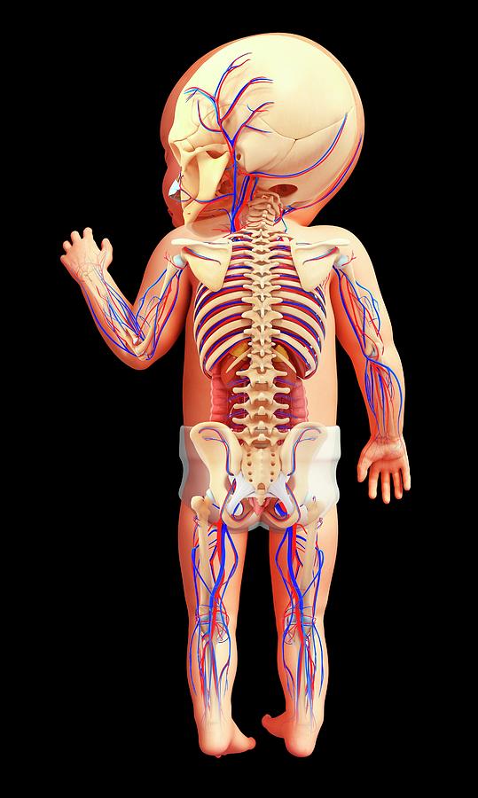 Baby's Circulatory System #4 Photograph by Science Photo Library - Fine ...