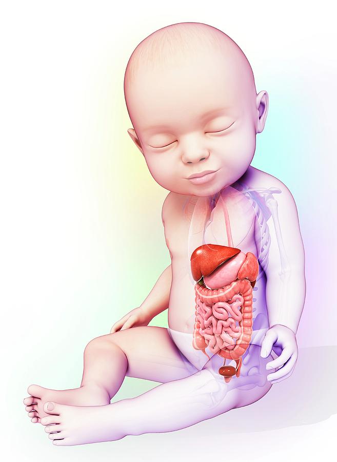 Baby's Digestive System Photograph by Pixologicstudio/science Photo ...