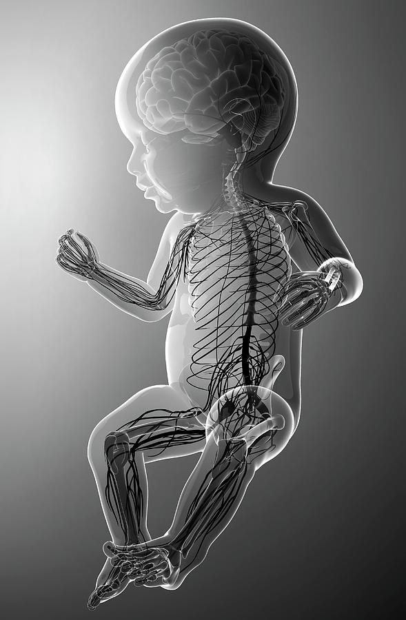 Baby's Nervous System #4 by Science Photo Library