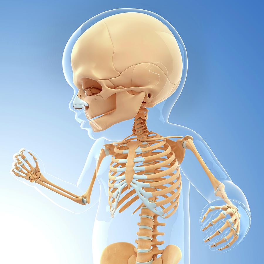 Baby's Skeletal System Photograph by Pixologicstudio - Fine Art America