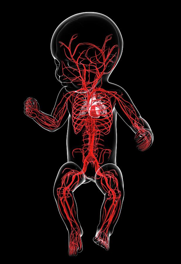 Baby's Vascular System Photograph by Pixologicstudio - Pixels