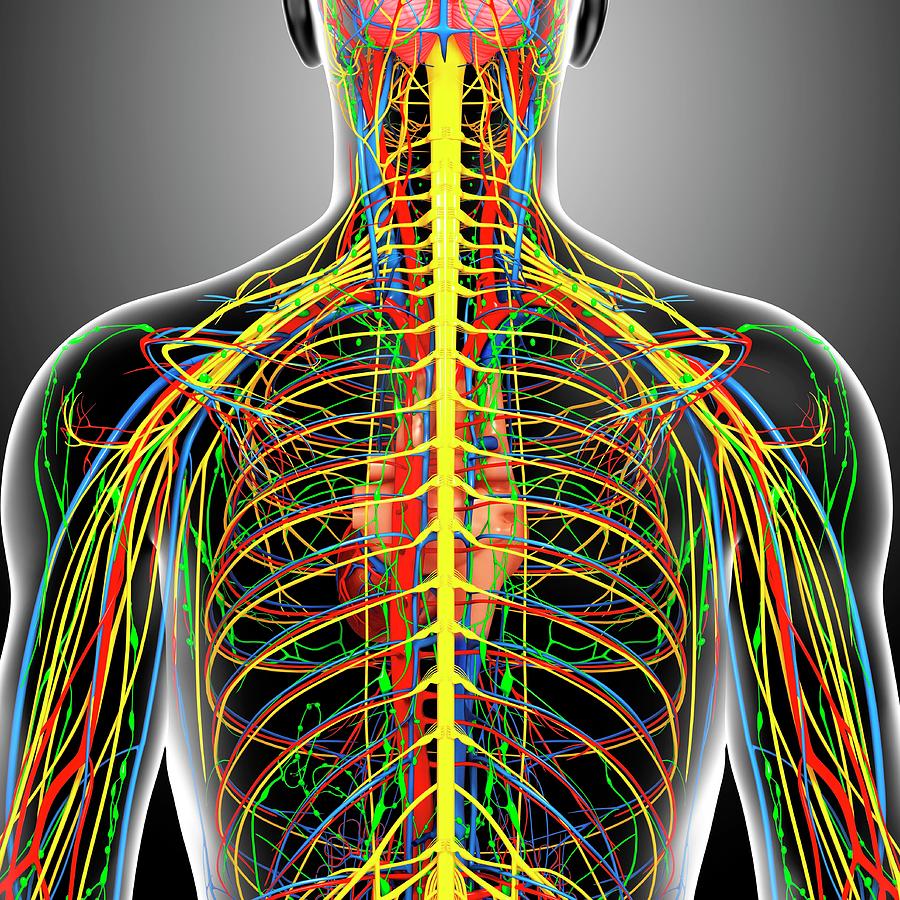 Back Anatomy #4 by Pixologicstudio / Science Photo Library