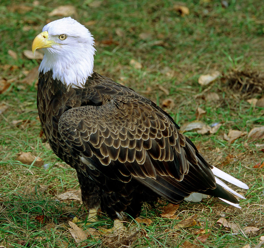 Bald Eagle Photograph by Millard H. Sharp - Fine Art America
