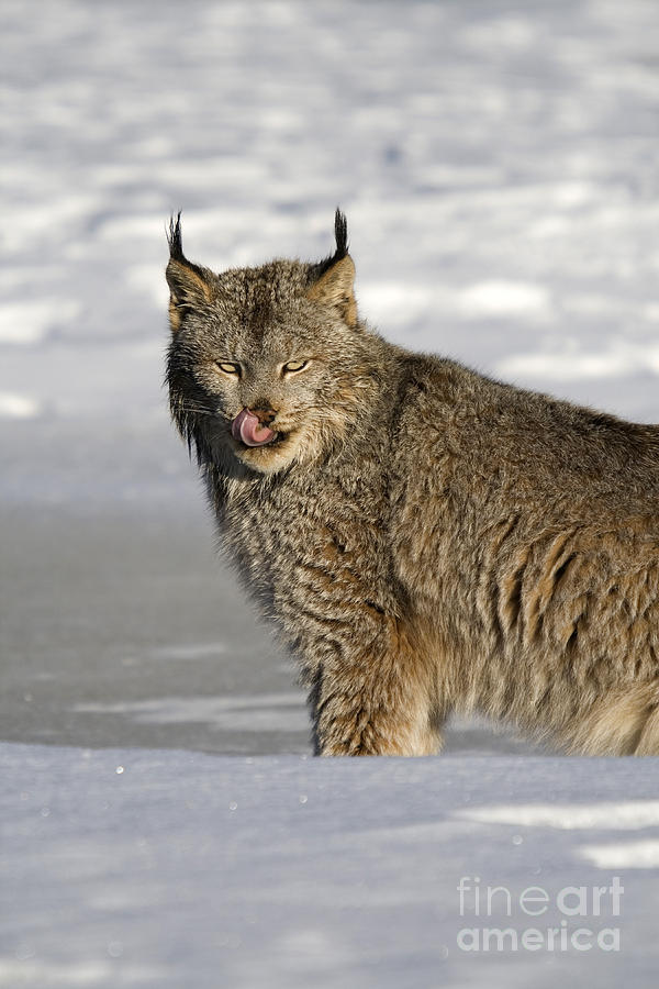 Canada Lynx Photograph by Linda Freshwaters Arndt - Pixels