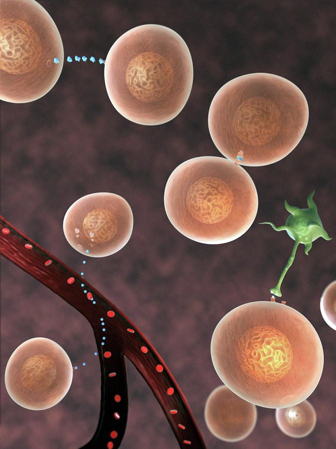 Cell Signalling Photograph by Gunilla Elam/science Photo Library - Fine ...