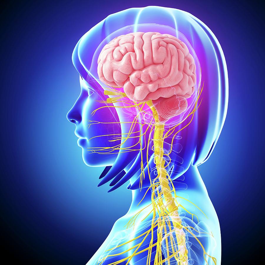 Central Nervous System #4 by Pixologicstudio / Science Photo Library