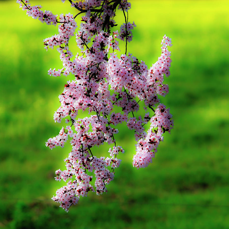 Close Up Of Plum Tree Blossoms Photograph by Ron Koeberer - Fine Art ...