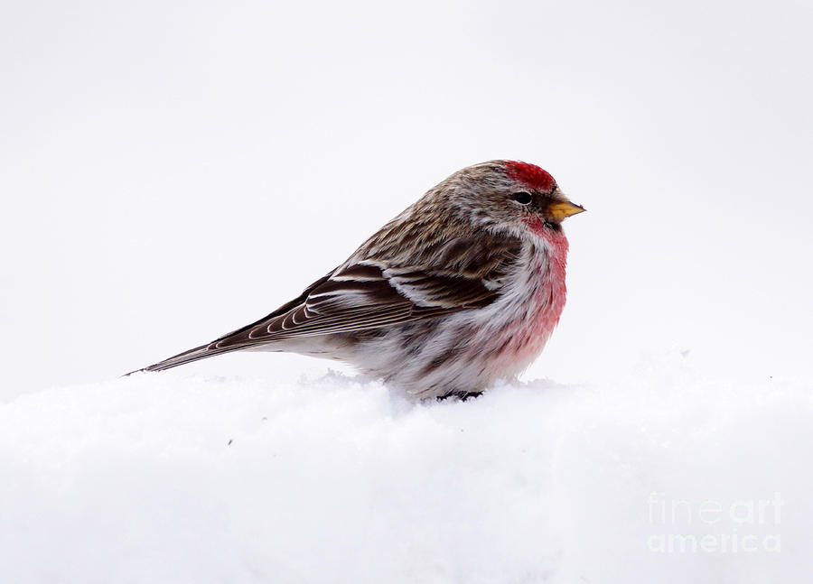Common redpoll Photograph by Lori Tordsen - Pixels