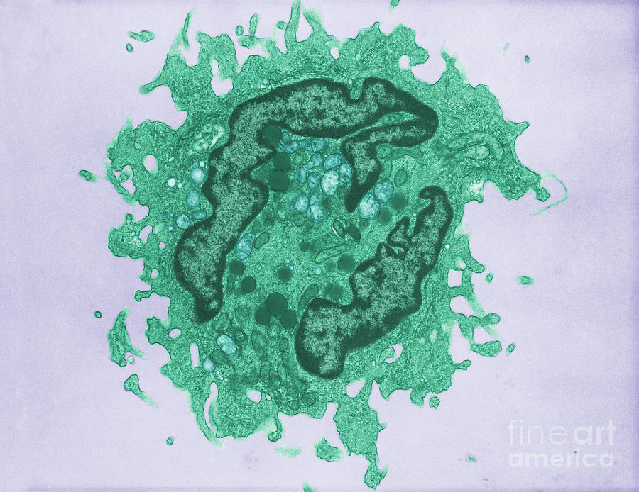 Dendritic Cell Photograph by David M. Phillips - Fine Art America
