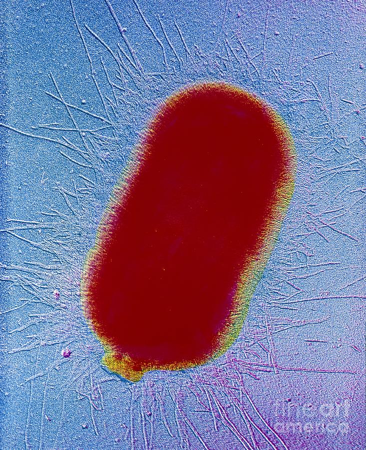 E. Coli Bacterium #4 Photograph by Science Photo Library - Pixels