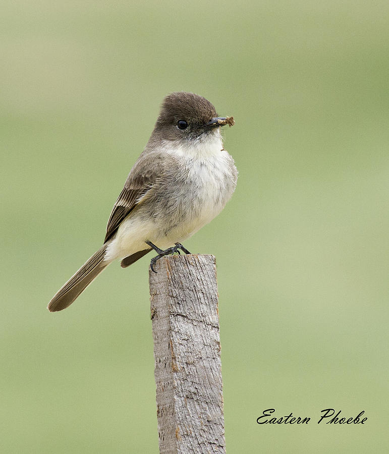 Eastern Phoebe Photograph by David Lester