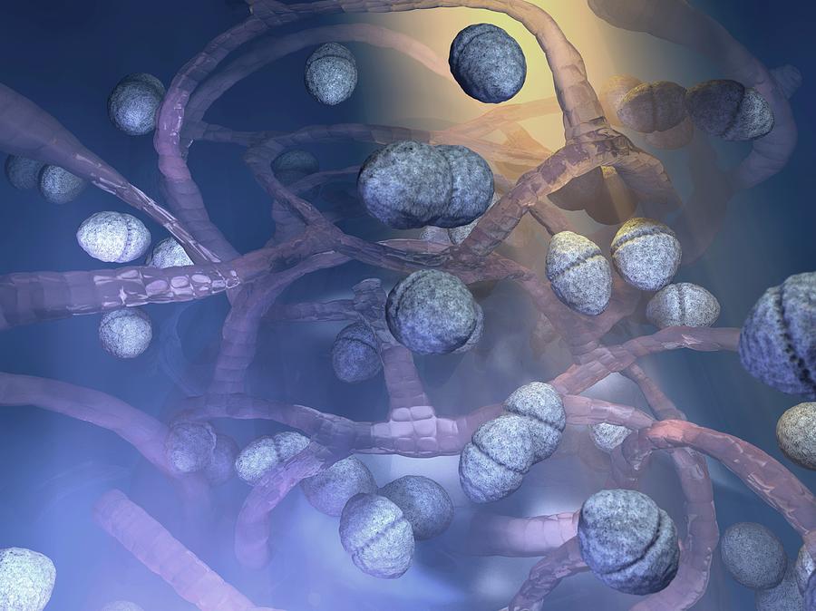 Enterococcus Bacteria #4 by Science Photo Library