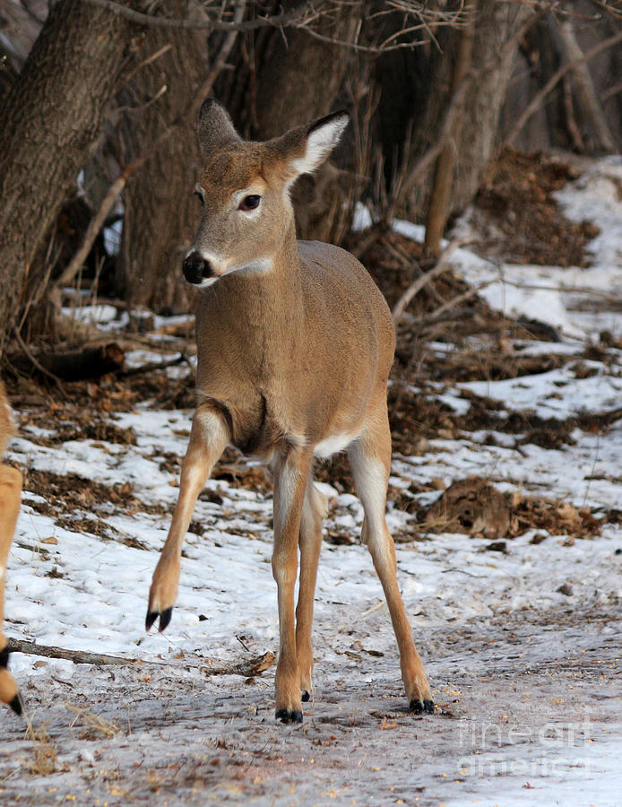 Fighting Does Photograph by Lori Tordsen - Fine Art America
