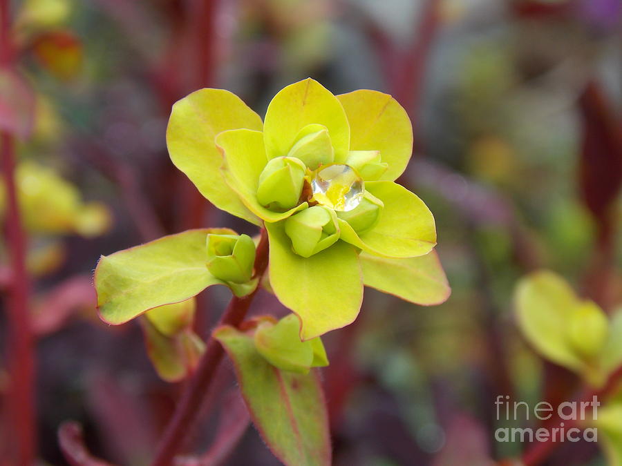 Ruby Glow Photograph by Pam Pence - Fine Art America