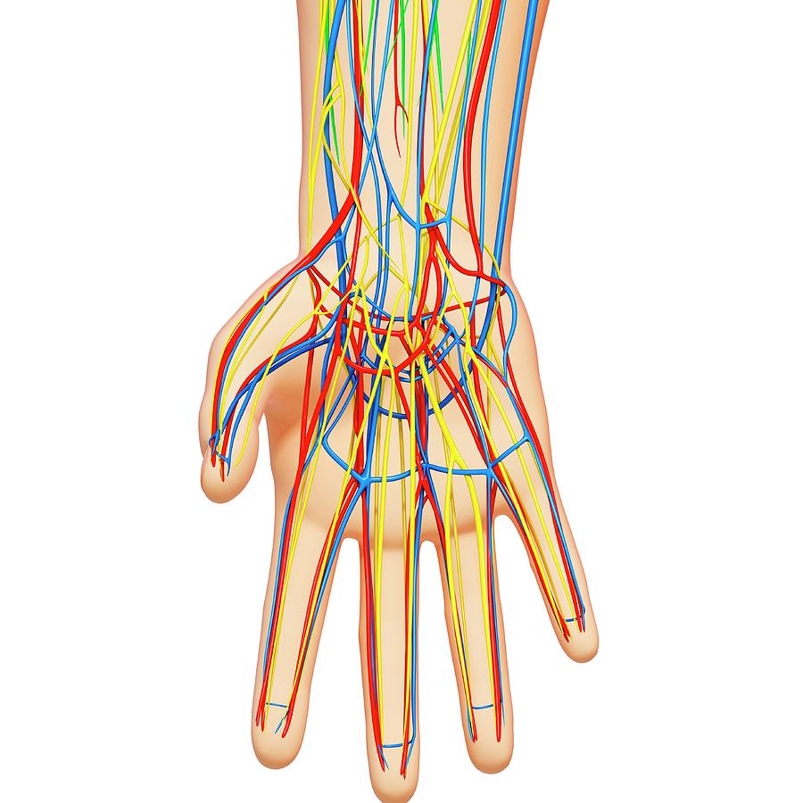 Hand Anatomy Photograph by Pixologicstudio/science Photo Library - Pixels