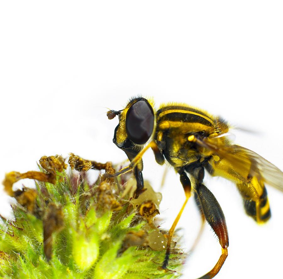 Hoverfly Photograph by Science Photo Library - Fine Art America
